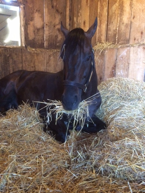 Todd Pletcher Racing:: Media Gallery and Photos